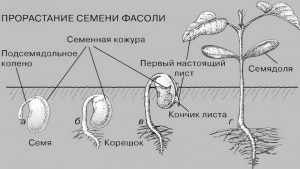What is the structure of a bean seed: the embryo and features of the ...