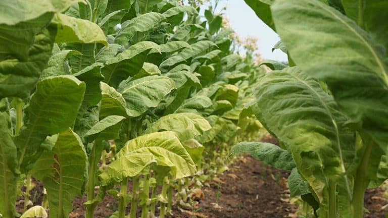 What does the tobacco plant look like: photo, description of fruits and ...