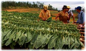 What does the tobacco plant look like: photo, description of fruits and ...