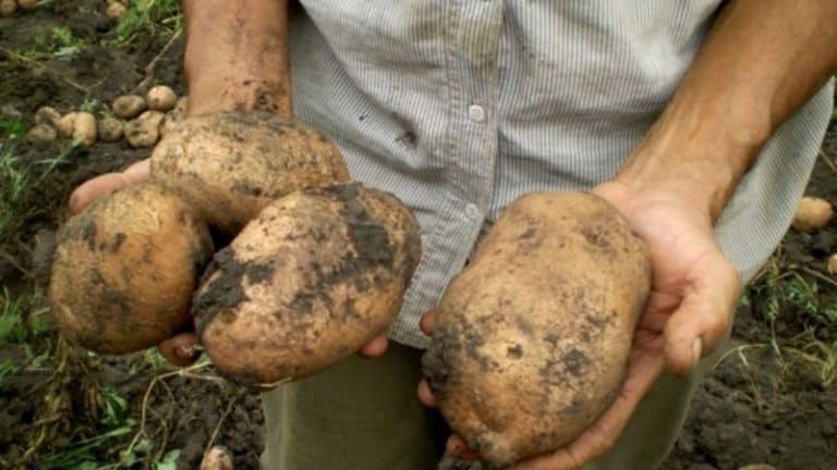 The largest potato in the world: parameters of a huge potato, who grew ...