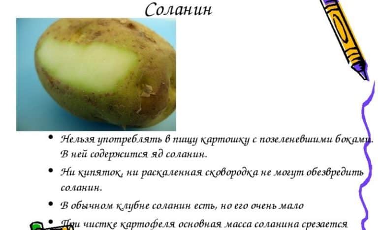 Solanine in potatoes - why is it dangerous: what substance accumulates ...