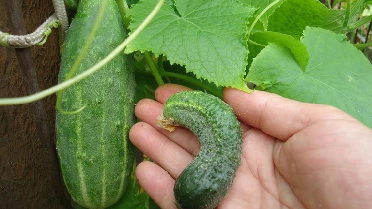 Cucumbers grow with a crochet hook in a greenhouse: the reasons why the ...
