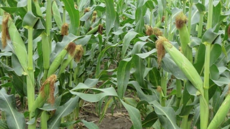 La structure du maïs: de quoi est composée la plante entière, épis et ...