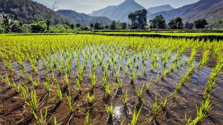 How does rice grow: where is it grown in the world on plantations ...