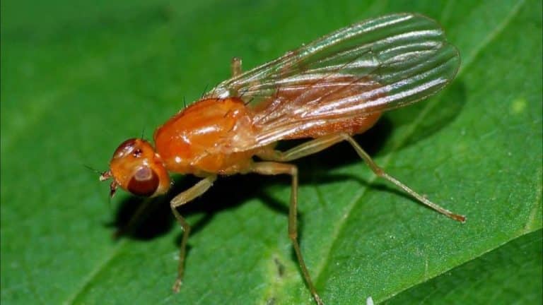 Carrot fly: how to fight it, why it is dangerous, what to do if there ...