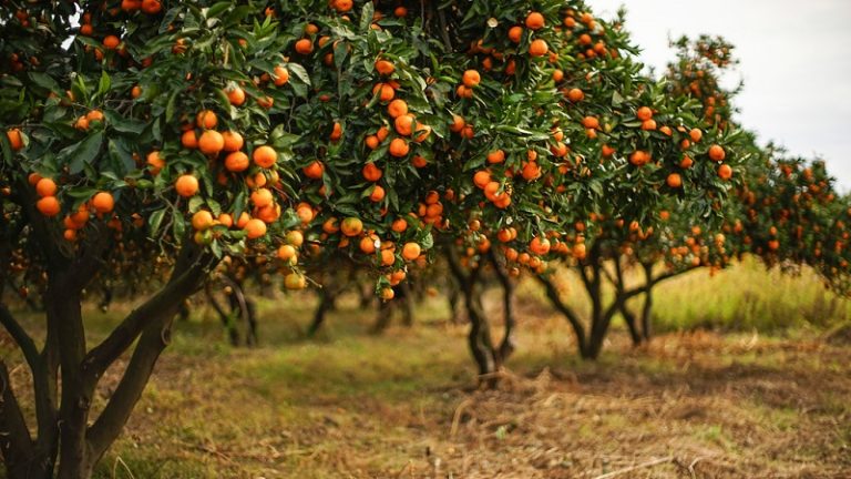 Where do tangerines grow: what is it, a fruit or berry, what does a ...