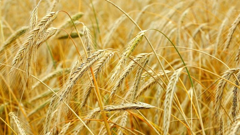 What is rye - what it looks like, characteristics, growing features