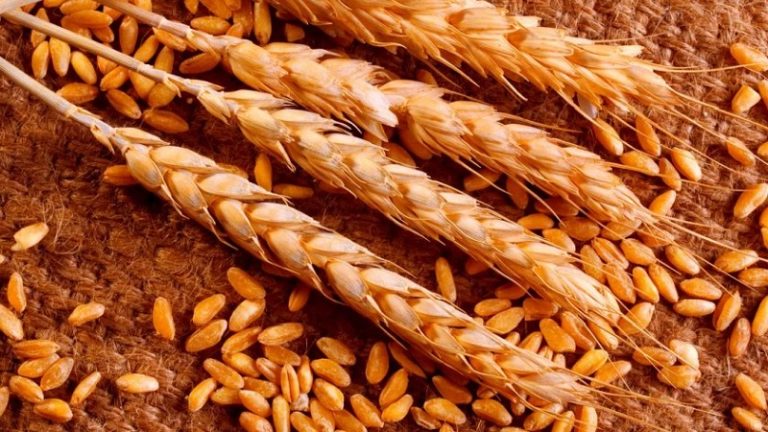 Durum wheat (Durum): what is it, how does it differ from soft varieties ...