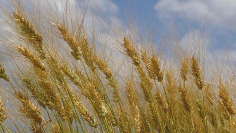 Durum wheat (Durum): what is it, how does it differ from soft varieties ...