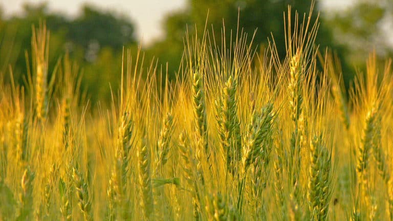 Wheat classes: types, classification parameters, how to determine the ...
