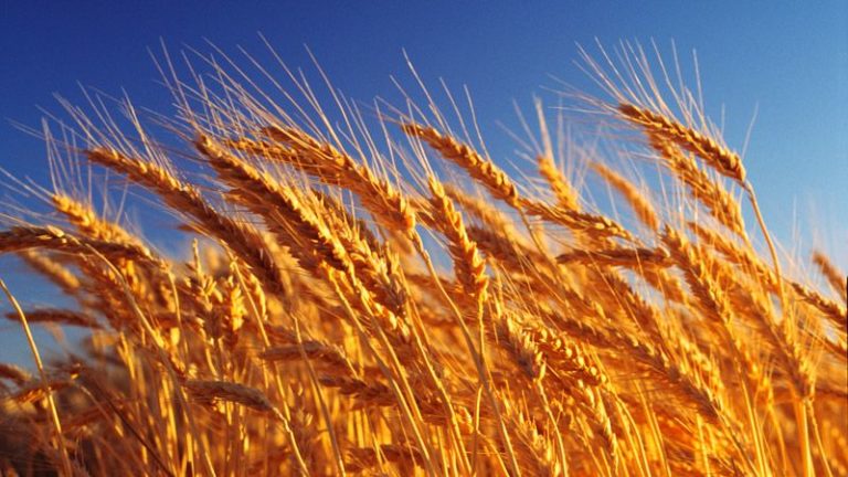 Wheat classes: types, classification parameters, how to determine the ...