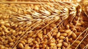 Wheat classes: types, classification parameters, how to determine the ...
