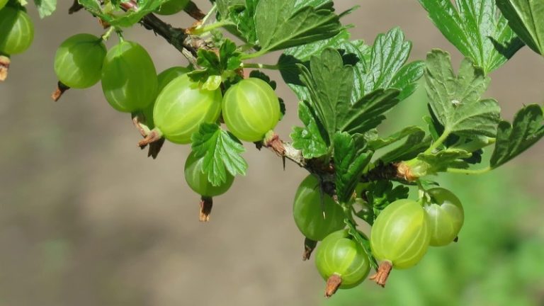 Is gooseberry a berry or a fruit? What does the bush and fruits look ...