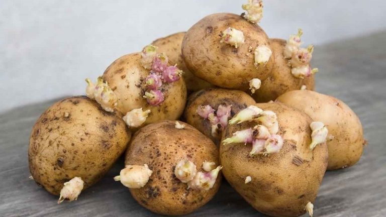 Potato tuber: what it is and what it looks like, other parts of the ...