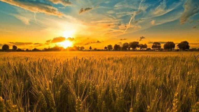 The history of the origin and homeland of wheat on earth (country), how ...