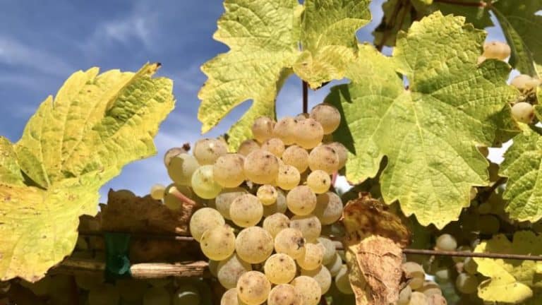 Riesling grape variety: description and characteristics of this ...